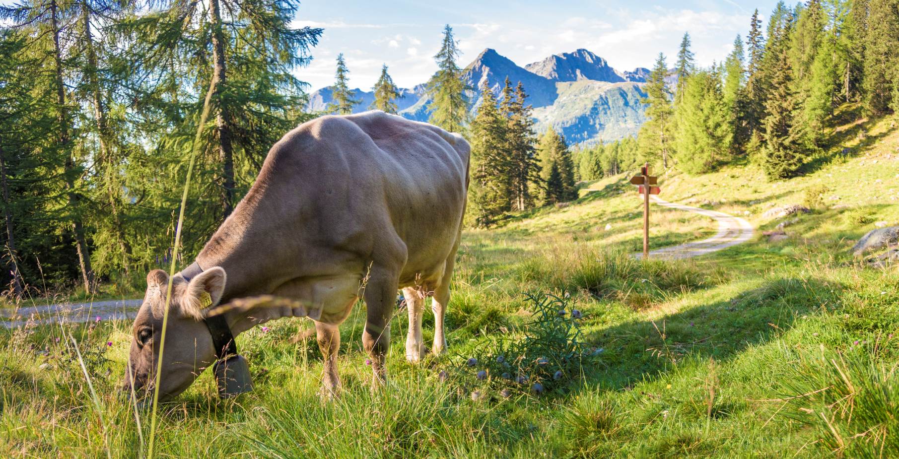 Mucca - Good Buy Trentino